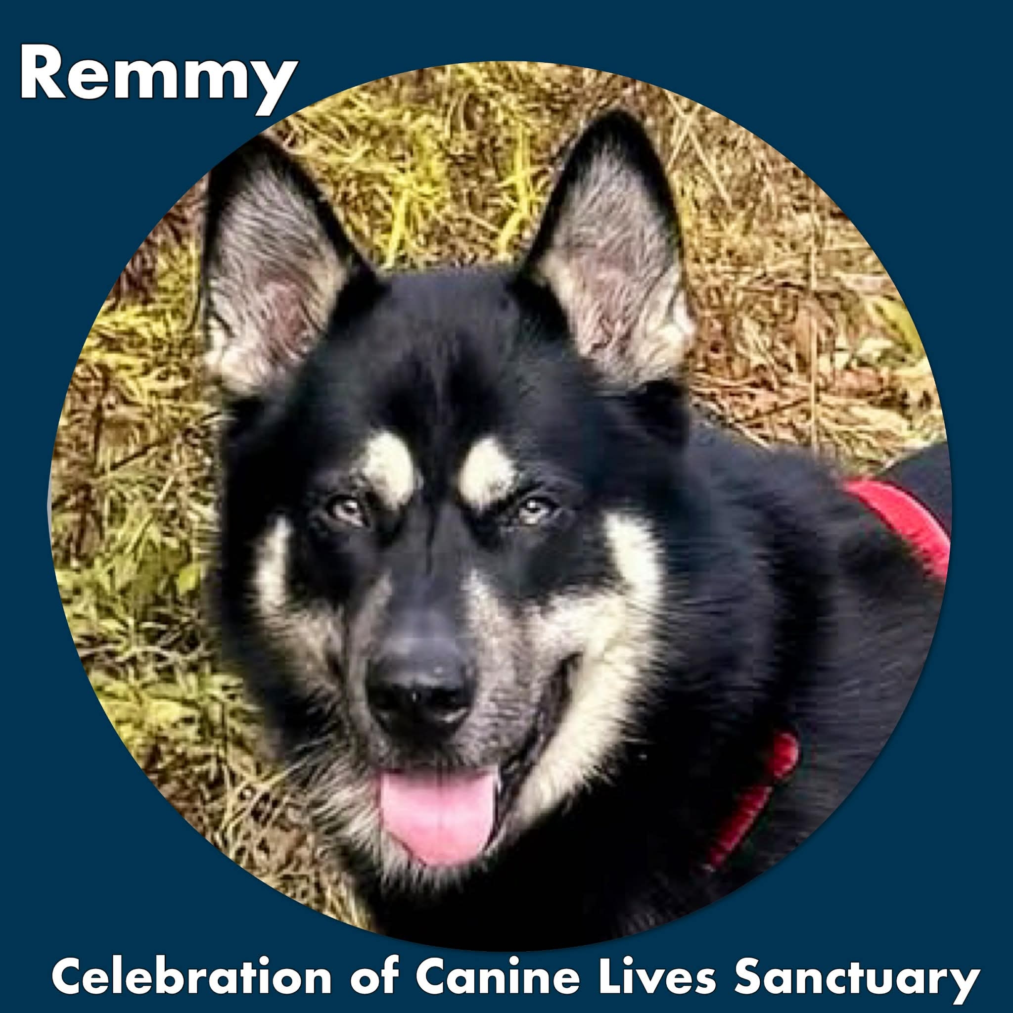 Meet Remmy | Celebration of Canine Lives Sanctuary